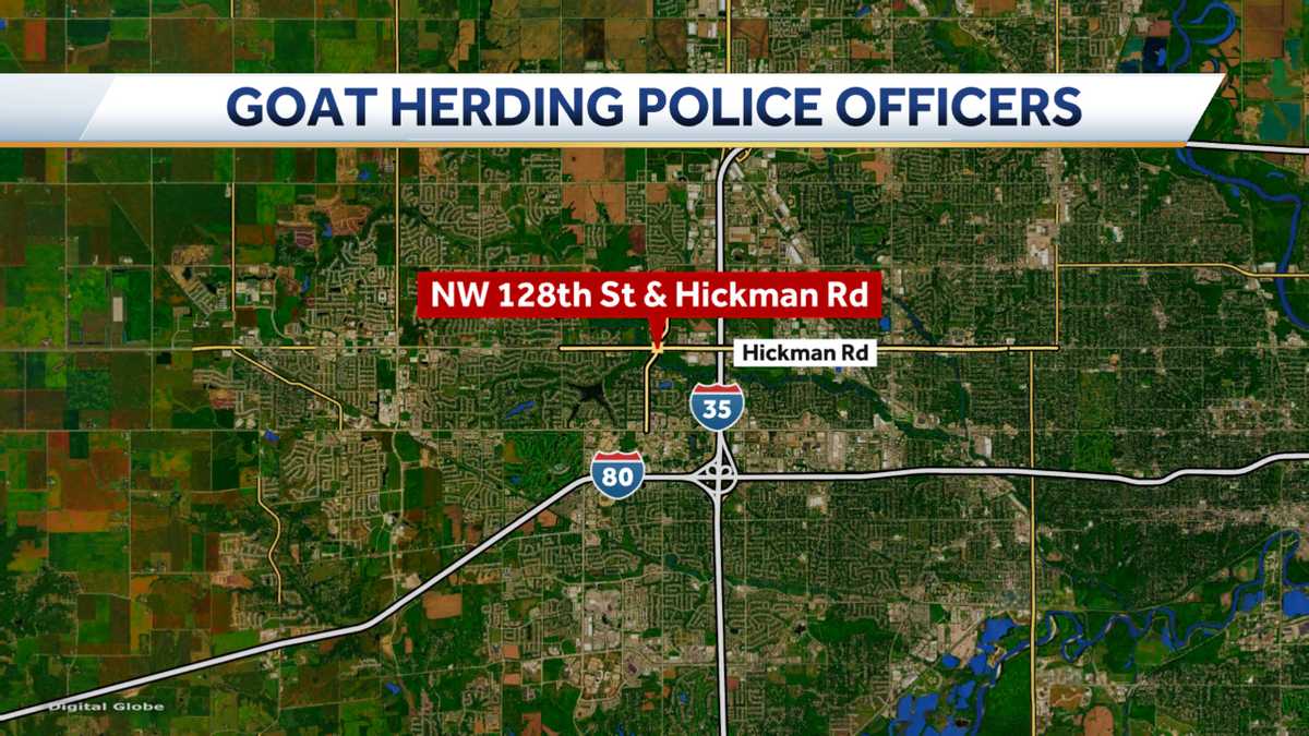 Police officers corral loose goats near Hickman Road in Clive