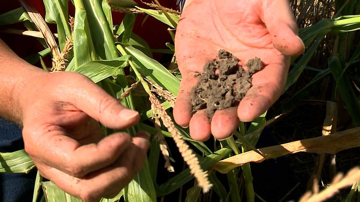 Cover crops', soil health's promising drought help for farmers