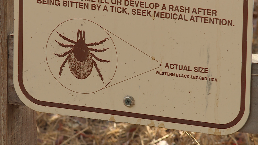 What to look out for as tick season begins on the Central Coast