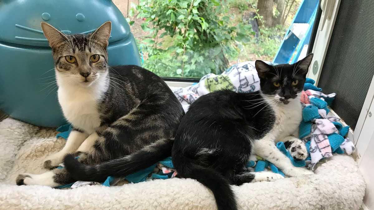 These adorable pets need new homes!