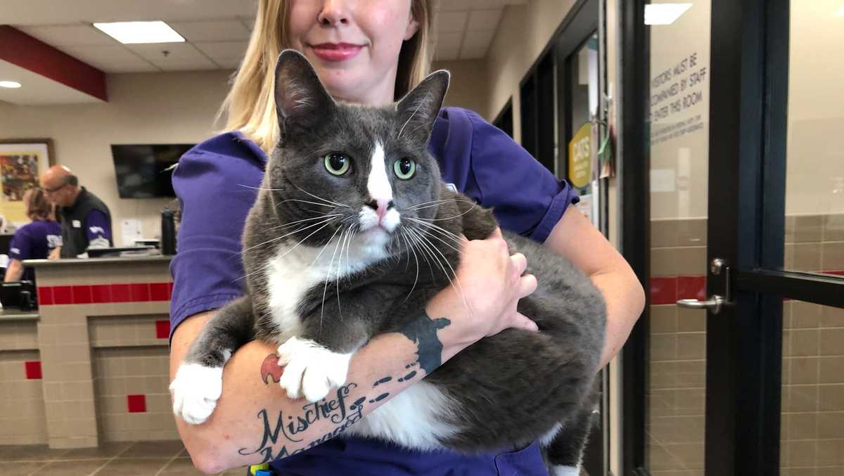 25-pound, 18-pound cats get adopted