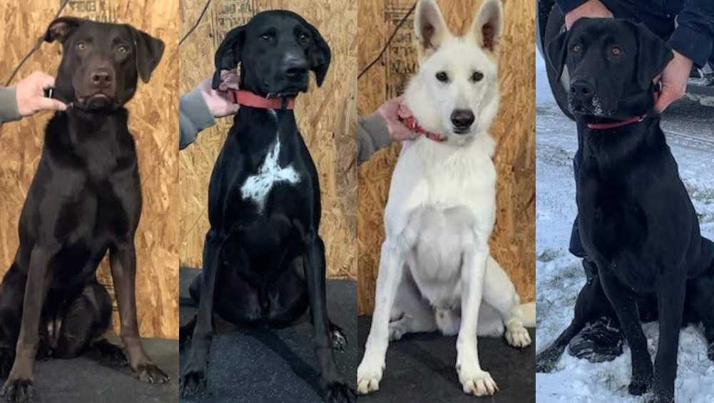 Meet the ARL dogs who graduated narcotics detection training