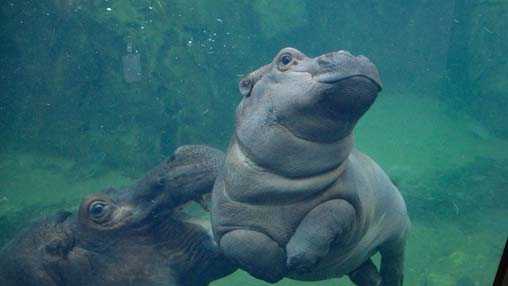 50 Fiona photos to celebrate hippo's 4th birthday