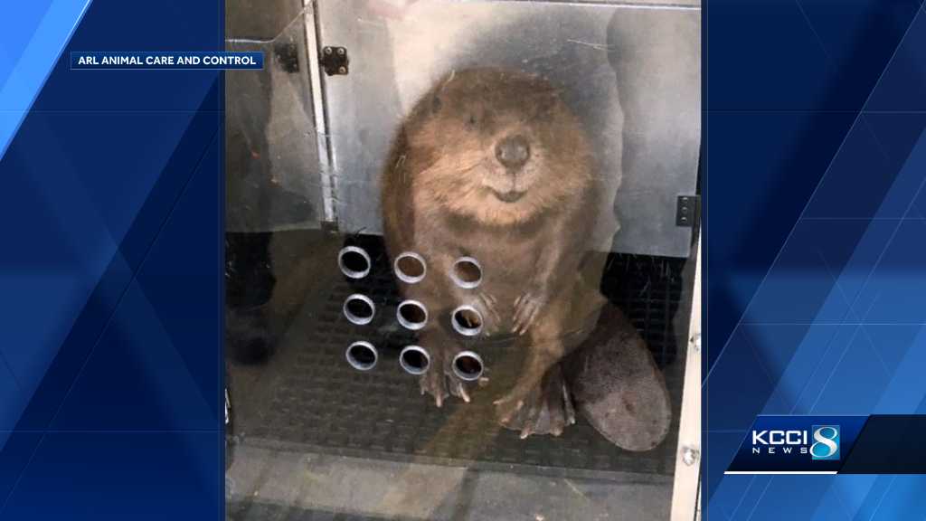 Animal Control captures beaver in downtown parking ramp