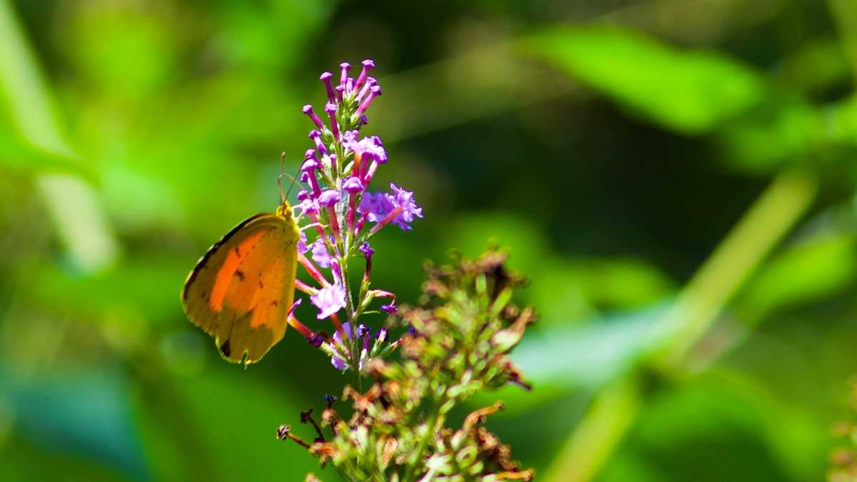 Summer Pics: August Views in the Piedmont Triad to the Mountains