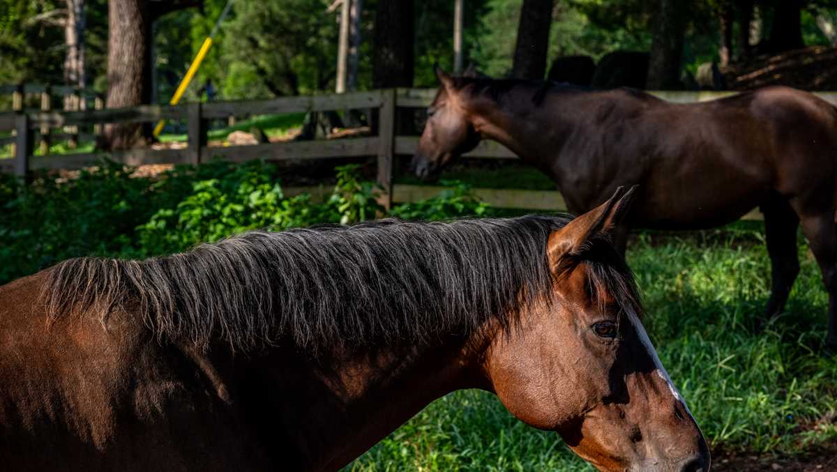 Summer Pics: August Views in the Piedmont Triad to the Mountains