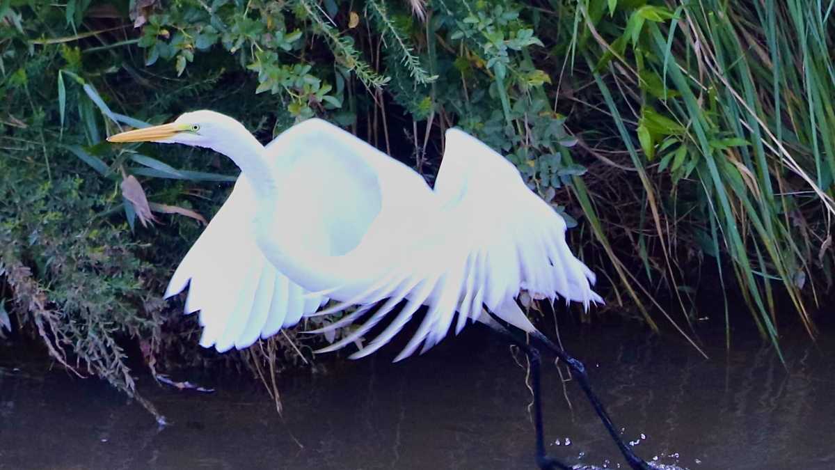 Summer Pics: August Views in the Piedmont Triad to the Mountains