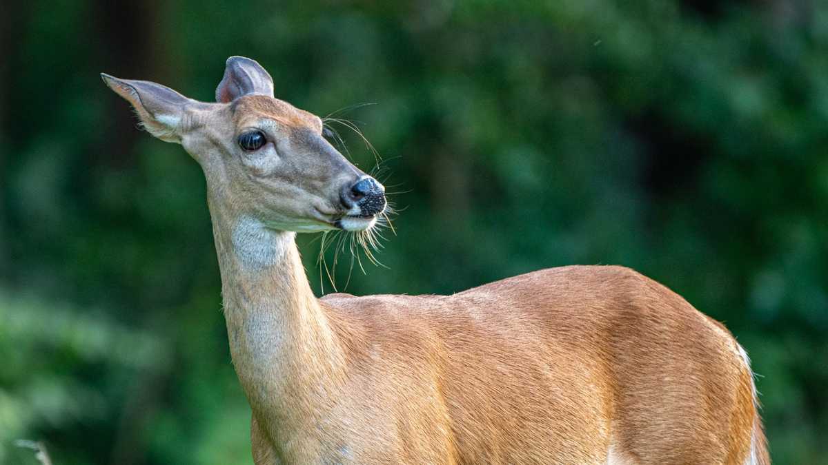 Summer Pics: August Views in the Piedmont Triad to the Mountains