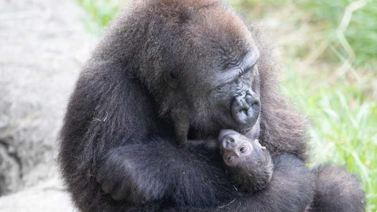 Audubon Zoo welcomes critically endangered gorilla baby, first birth in ...