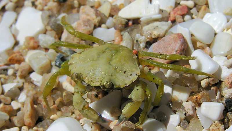 Canadian crabs with bad attitude threaten coastal ecosystem