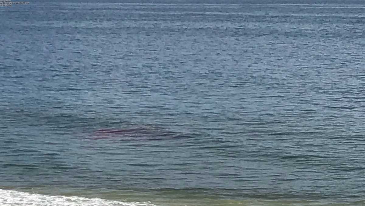 'Seal, fin, eruption of blood' spotted off popular Cape beach