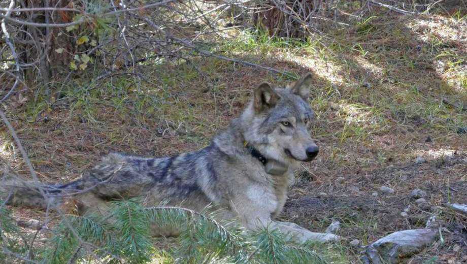 New 'grizzly' wolf pack confirmed, California now 10 packs