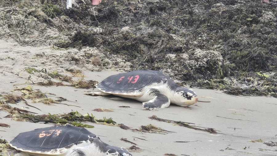 Endangered sea turtles released on coast of Cape Cod