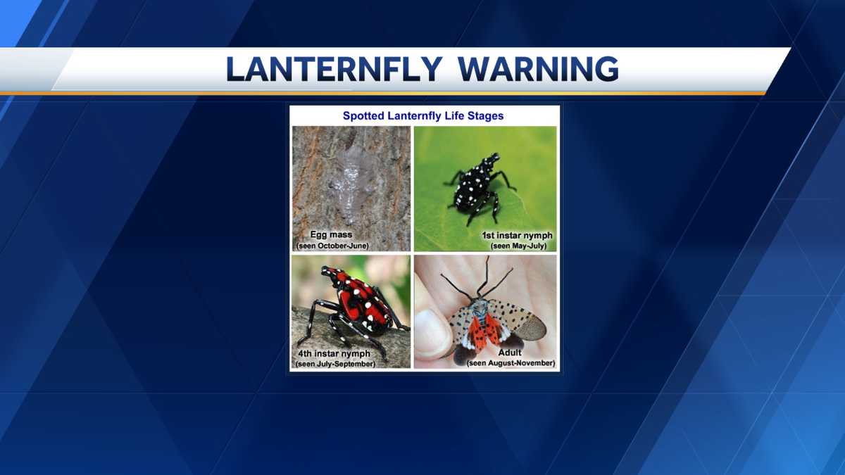 Colorful, destructive insect has been confirmed in Iowa