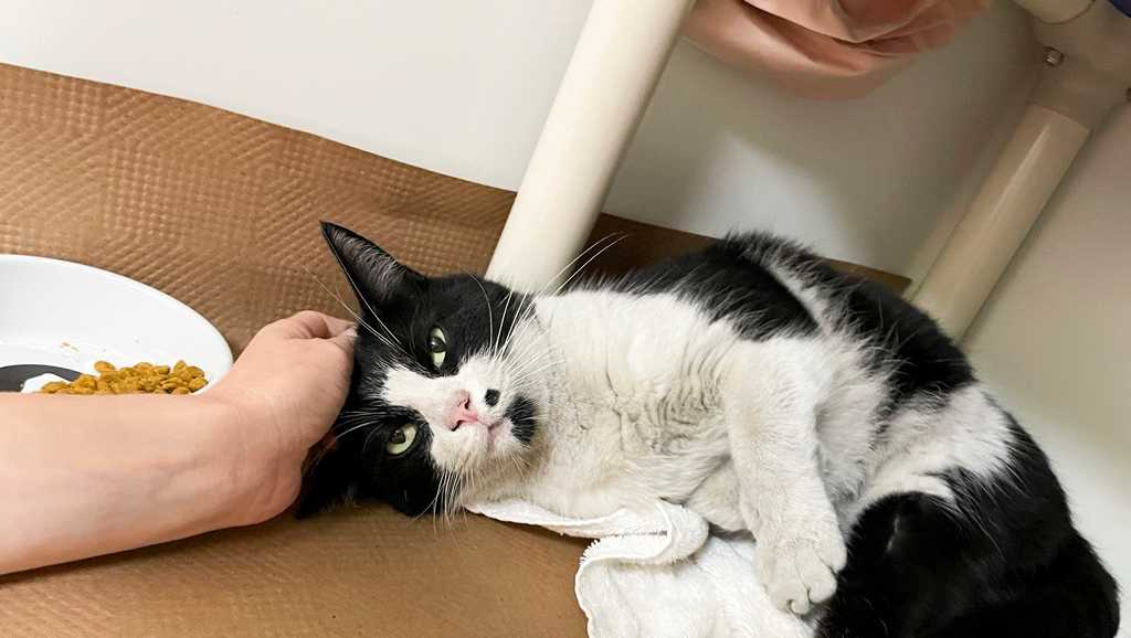 Lost cat found at Logan International Airport in Boston reunited with ...