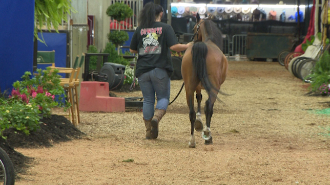 122nd World's Championship Horse Show wraps up this weekend