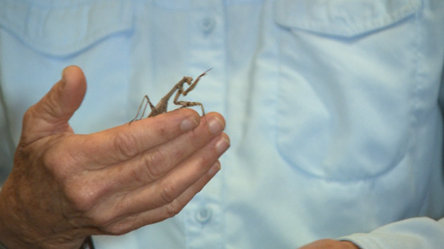 BugFest returns to Bernheim Forest this Sept. 20