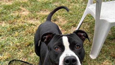 Meet the Nebraska Humane Society's pet of the week