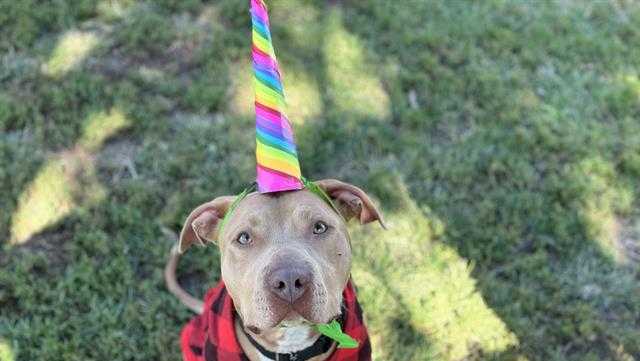 Meet the Nebraska Humane Society's pet of the week