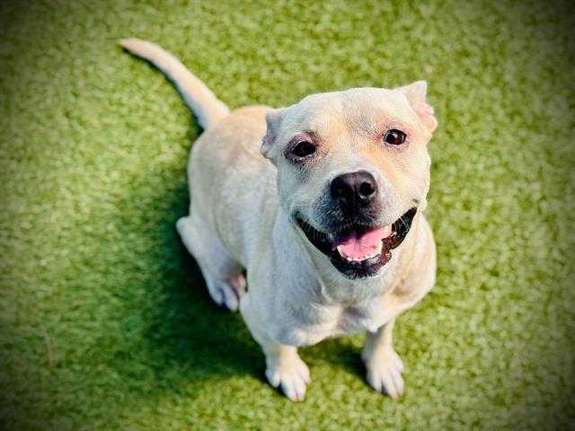 Adoptable pets at Orange County Animal Services