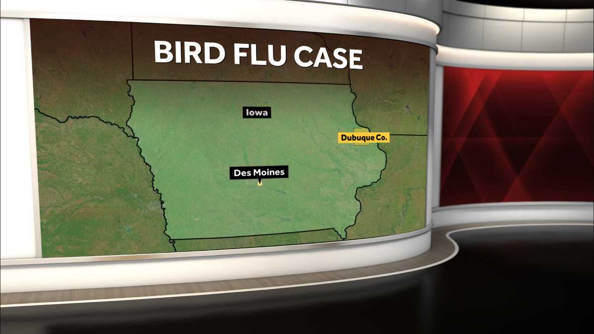 Canada geese with bird flu confirmed in Iowa