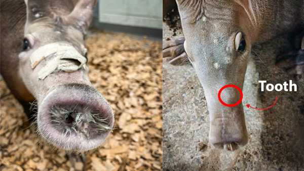 Aardvark formerly at Cincinnati Zoo undergoes surgery after tooth ...