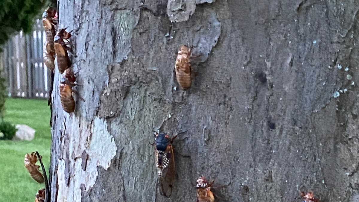 Photos: See the Brood X Cicadas emerging in Maryland