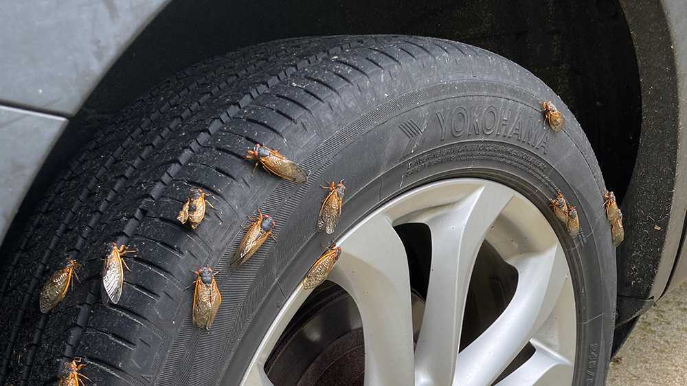 Photos: See the Brood X Cicadas emerging in Maryland