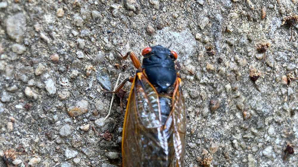 Photos: See the Brood X Cicadas emerging in Maryland