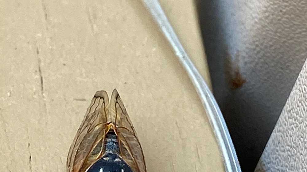 Photos: See the Brood X Cicadas emerging in Maryland