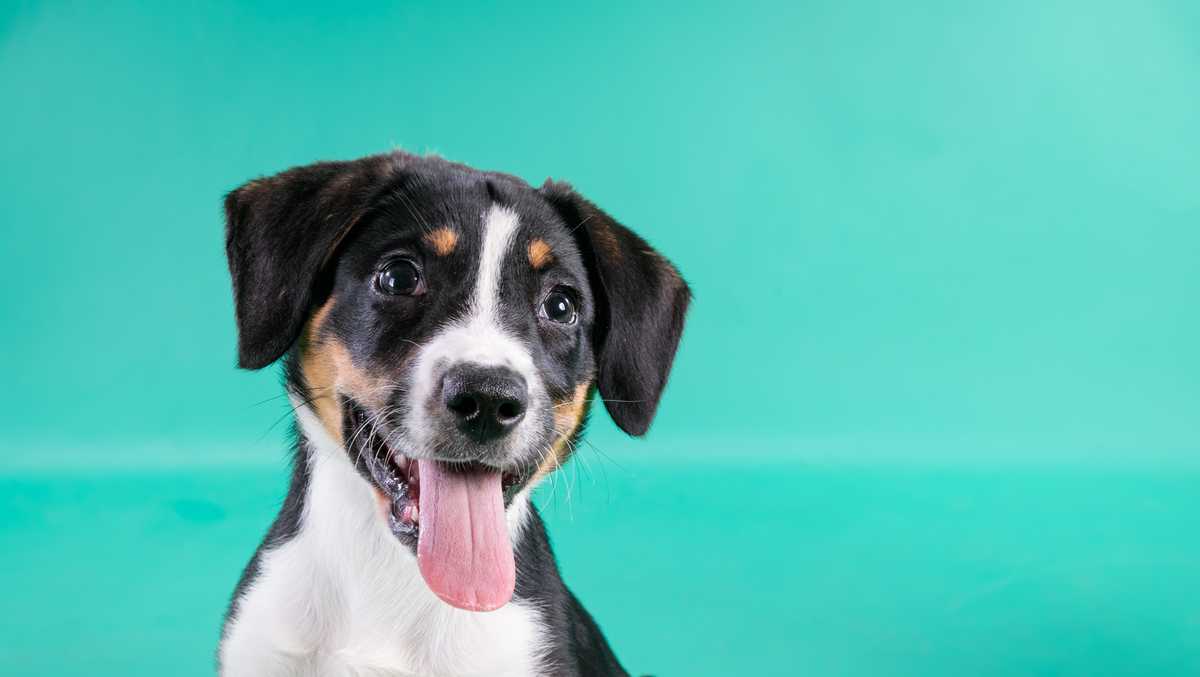 Kentucky Humane Society spends hours to get perfect shot