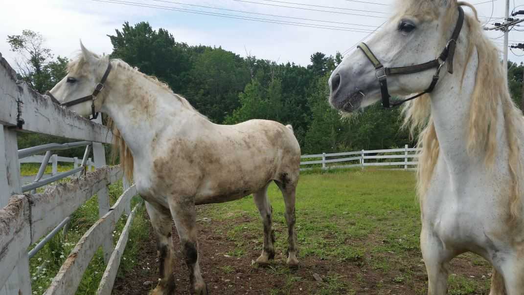 10 giant horses rescued from Mass. farm