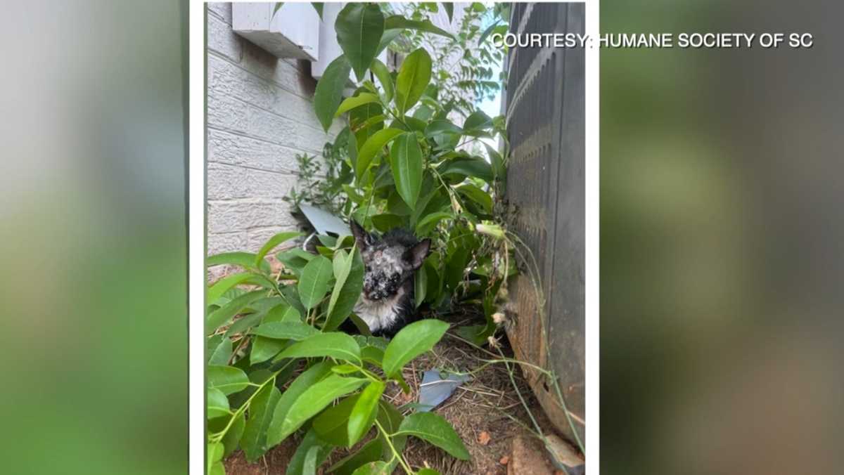 South Carolina: Cat found with eyes, nose, mouth glued shut