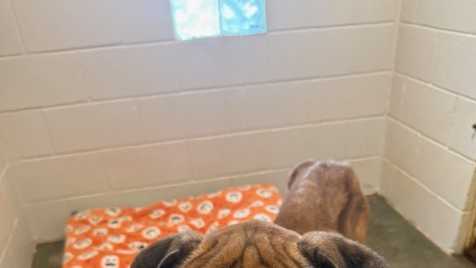 Deputies investigate animal abuse case in Petal, rescue severely ...