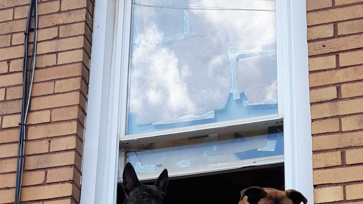 Eleven animals rescued from 'deplorable conditions' inside Beaver ...