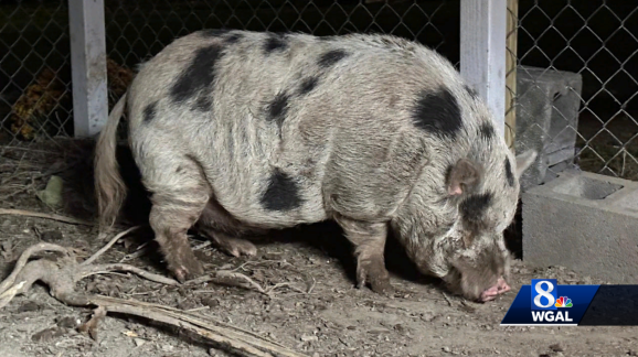 South-central Pa. family searches for lost pig named Kevin Bacon