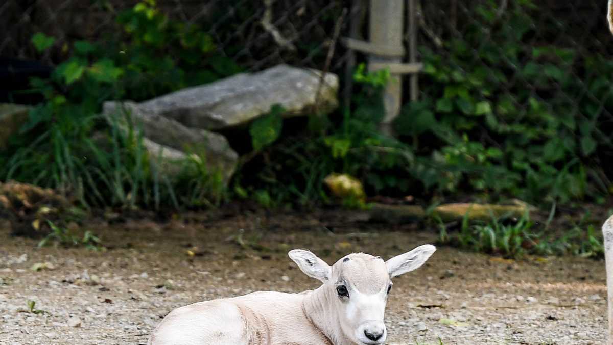 Addax calf born at Louisville Zoo Sunday