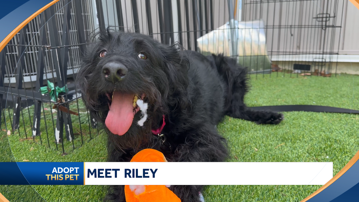 Riley is a big snuggle bug who loves attention