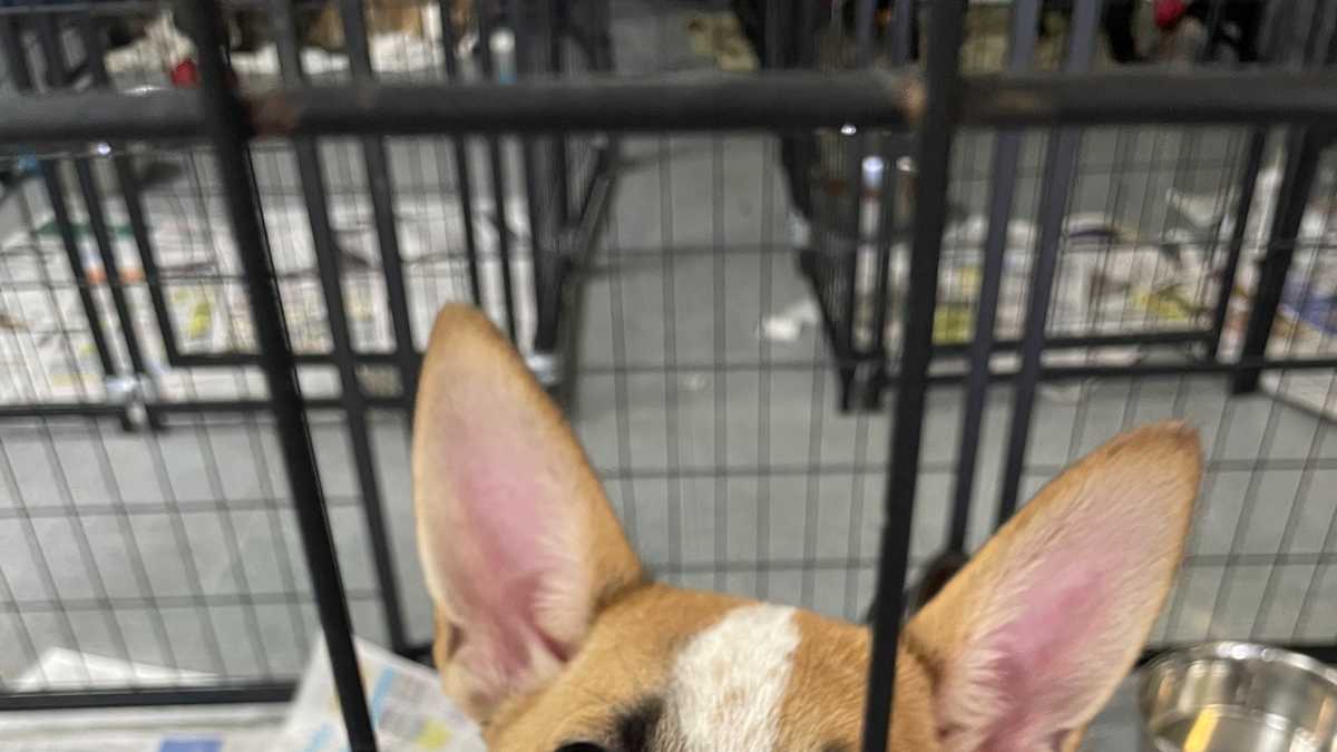 South Florida animal rescue raising money for shelter of its own