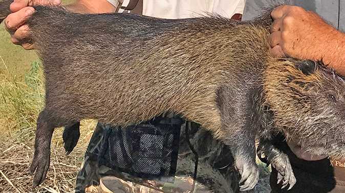 Large, invasive rodent seen in San Joaquin County