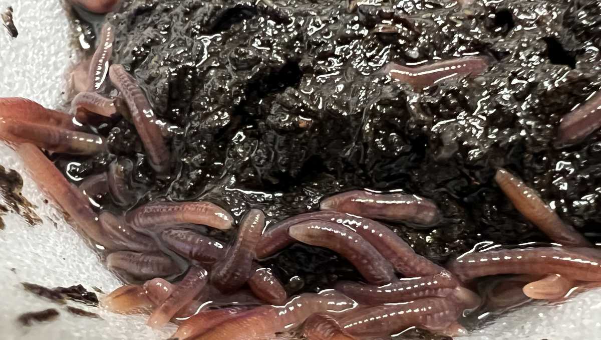 Adventureland earthworm eating contest