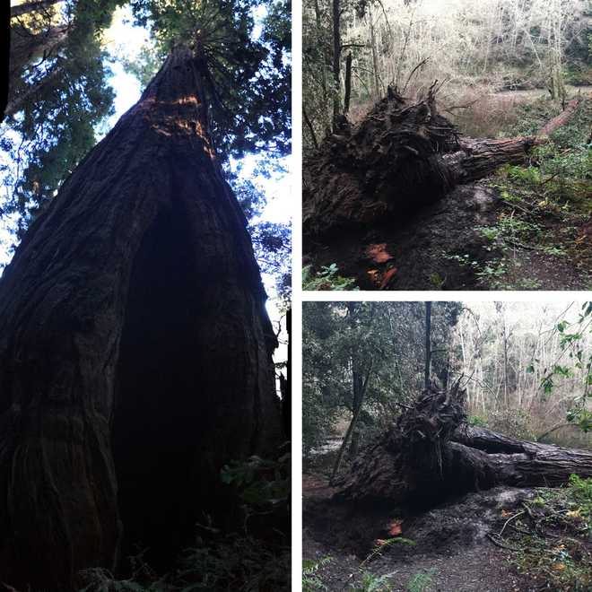 1,000-year-old Aptos redwood tree topples
