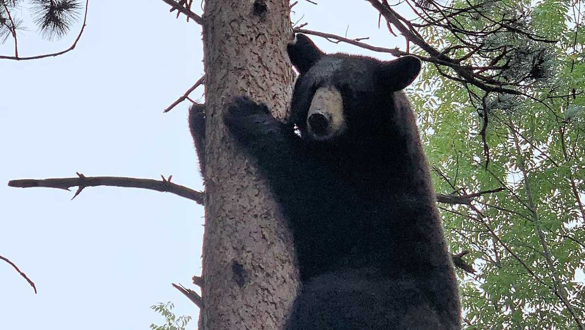 Missing bear spotted in Wilmington, New York
