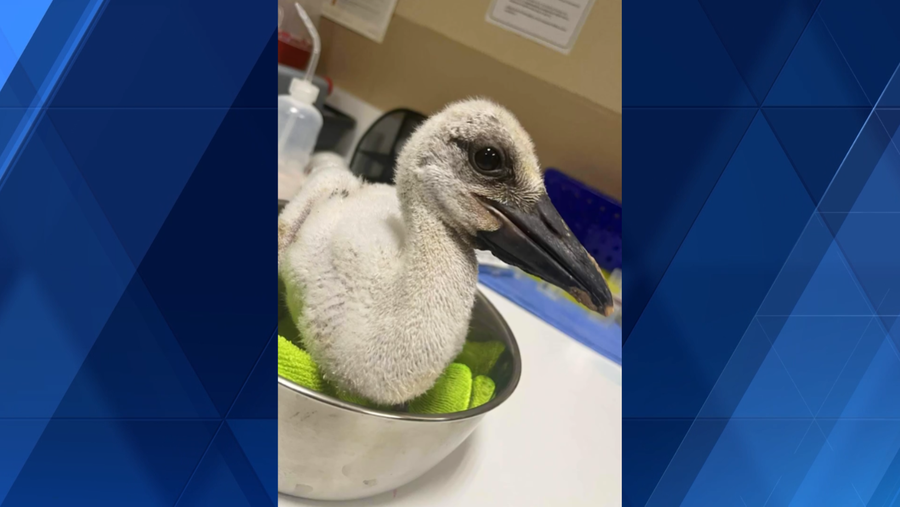 Ohio zoo celebrating hatching of new stork chick