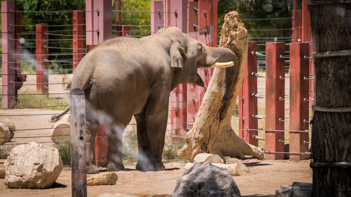 Asian elephant at ABQ BioPark tests positive for tuberculosis