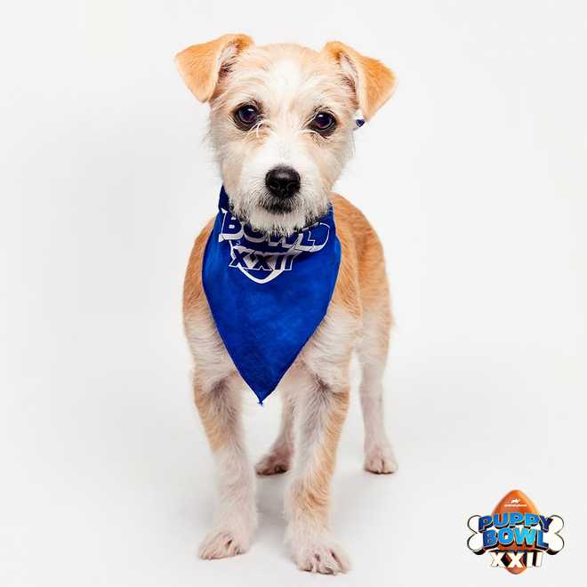 Adorable dog to represent Oklahoma Humane Society in Puppy Bowl