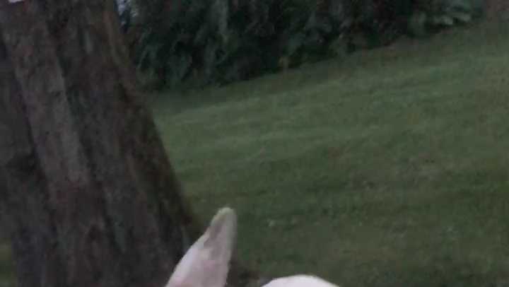 Watch: Rare white deer spotted in Racine County