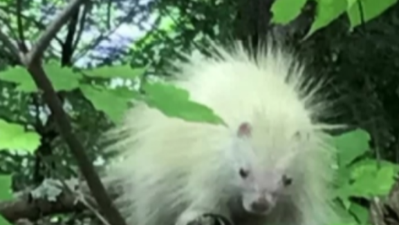 Albino porcupine spotted in Center Conway, New Hampshire