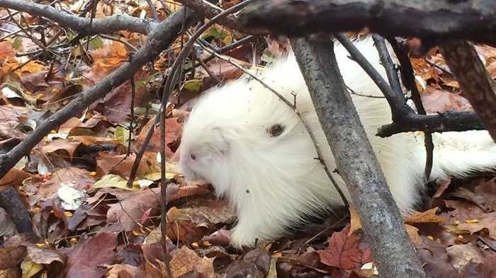 Rare white porcupine spotted in Canterbury