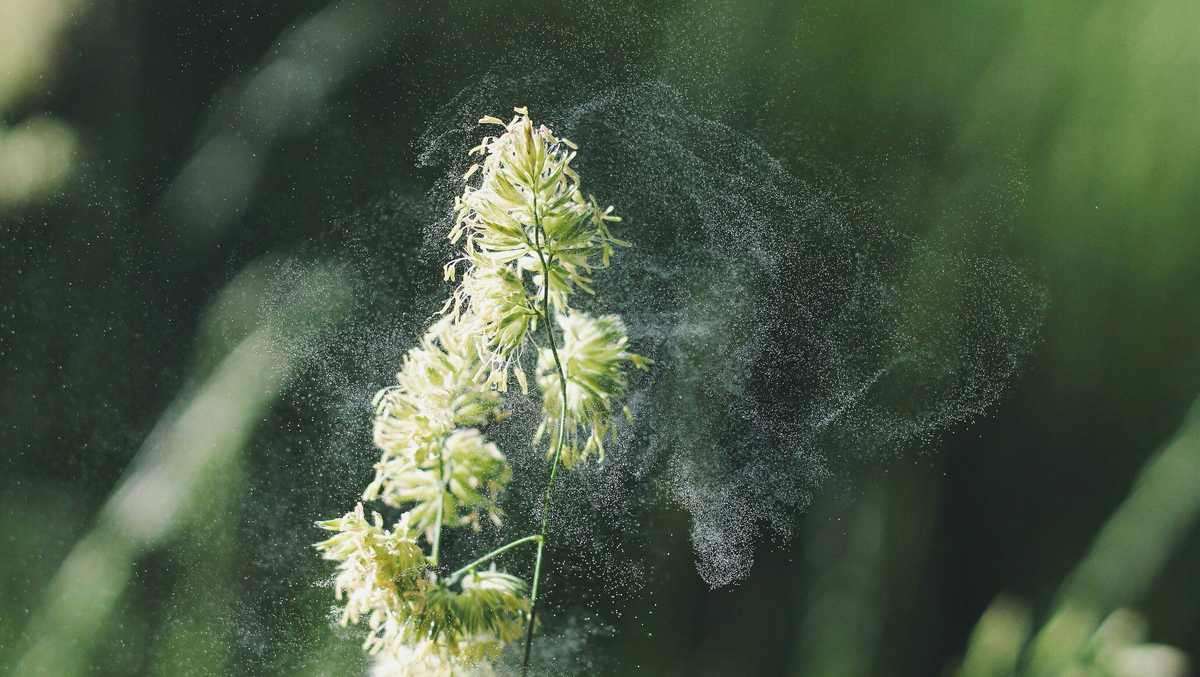 Sneezing Yet? South Carolina pollen levels on the rise